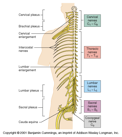 The peripheral nervous system is responsible for connecting all body regions to the central ...